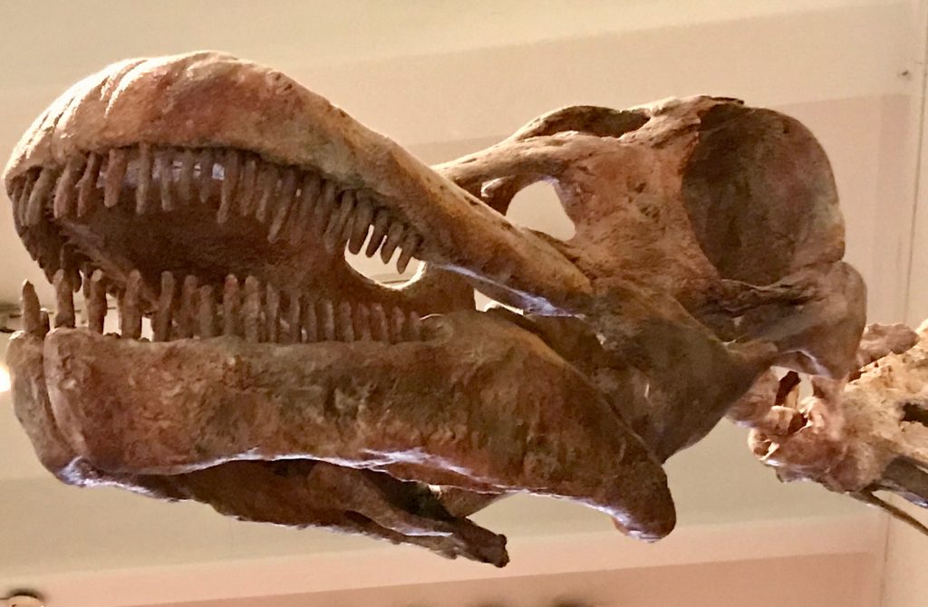 Head of a sauropod - Science2Life