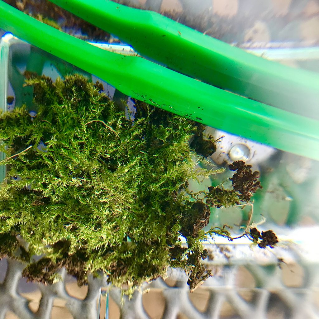 moss magnified - Science2Life