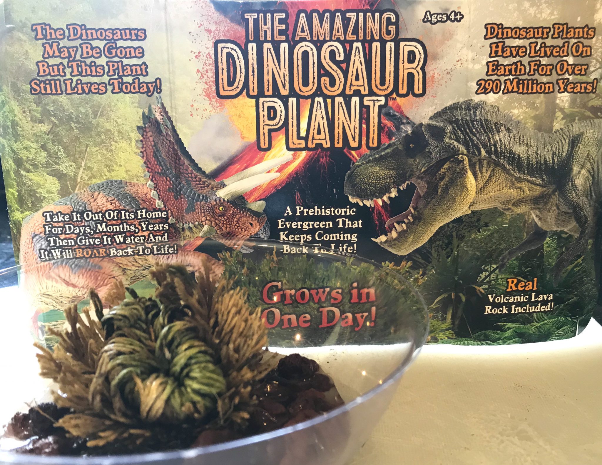 THE AMAZING DINOSAUR PLANT - Science2Life